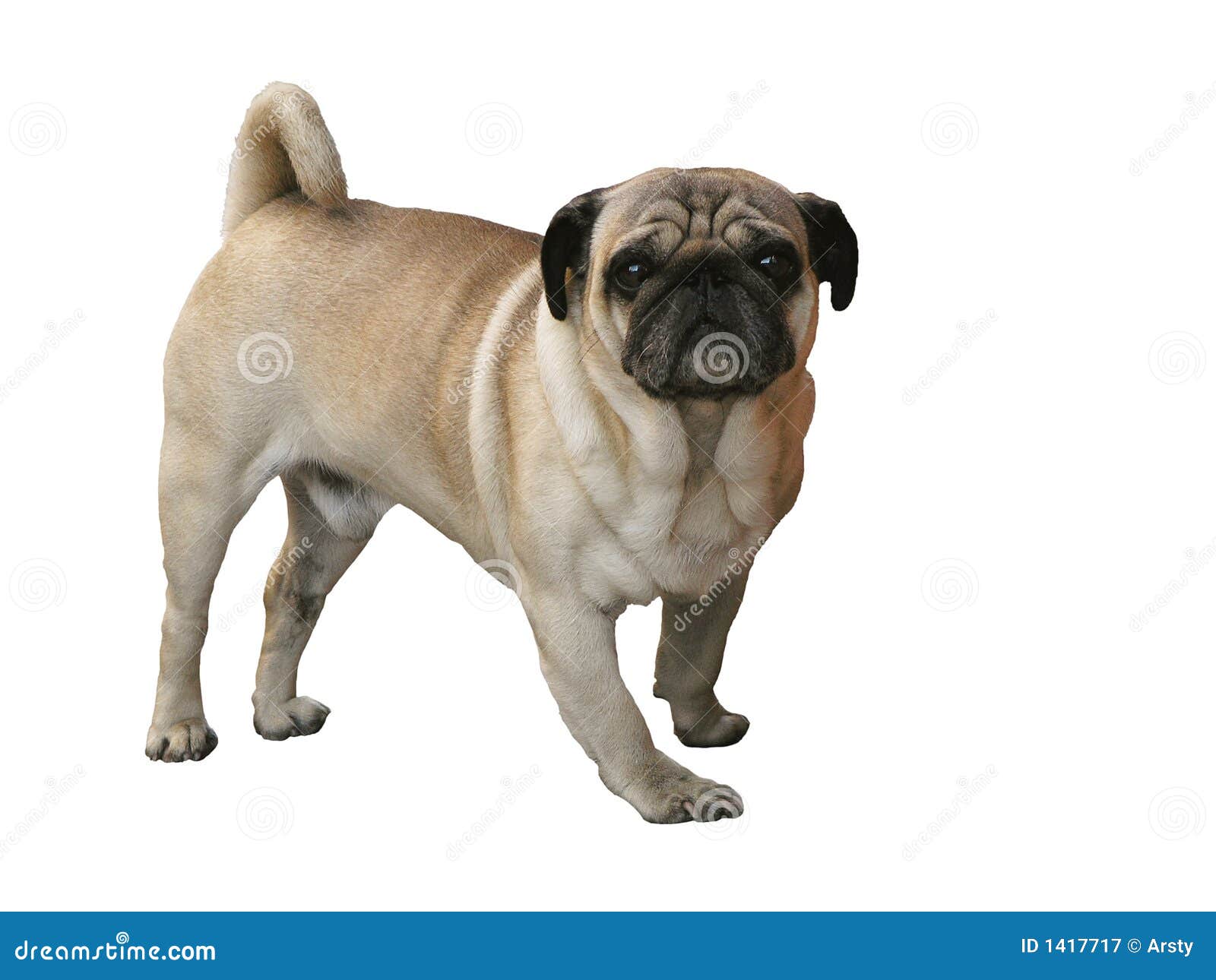 Cane del Pug immagine stock. Immagine di google, canino - 1417717