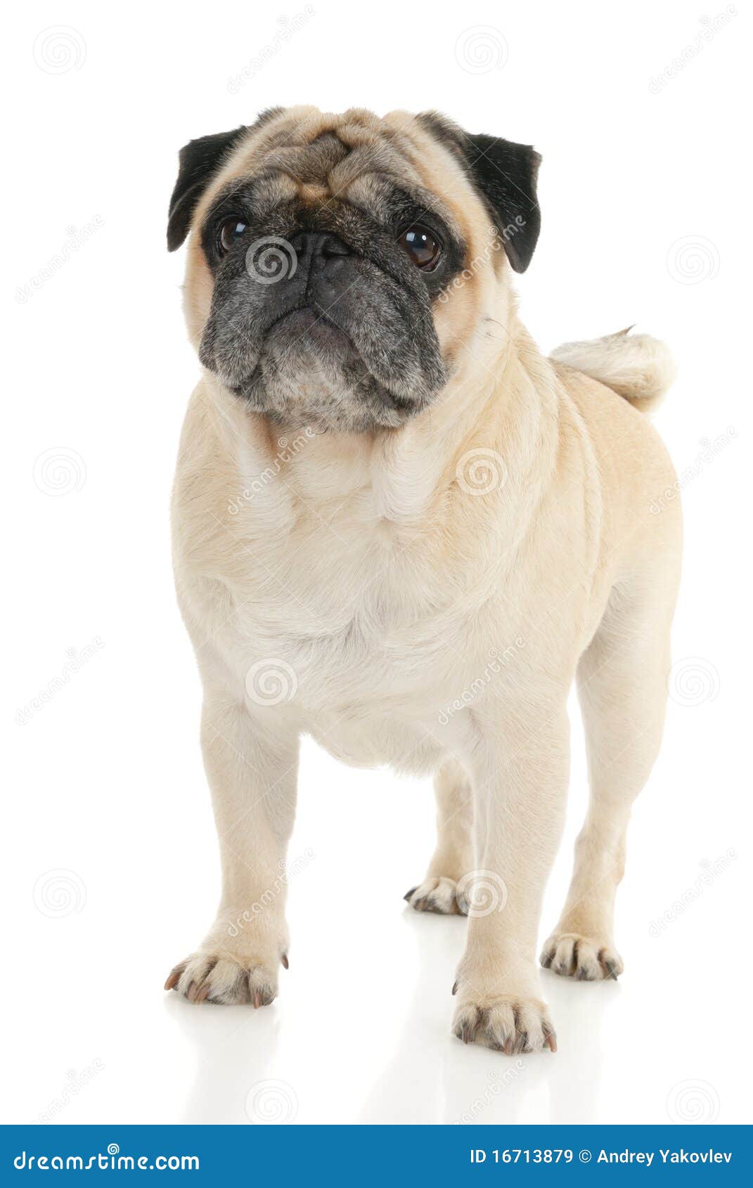 Cane del Pug immagine stock. Immagine di vertebrato, canino - 16713879