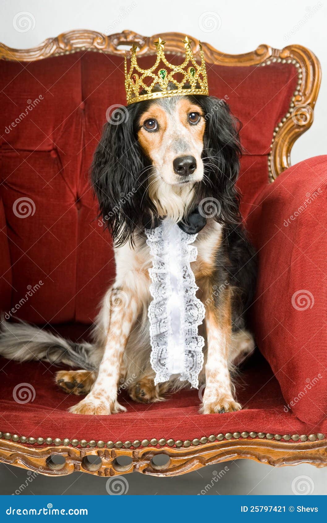 Cane del re immagine stock. Immagine di carnevale, razza - 25797421