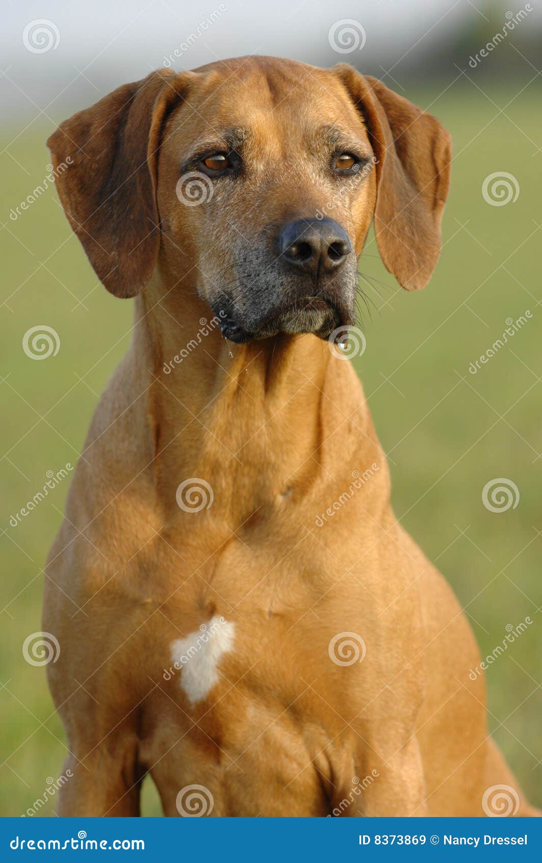 Cane Del Ridgeback Di Rhodesian Immagine Stock - Immagine di ...