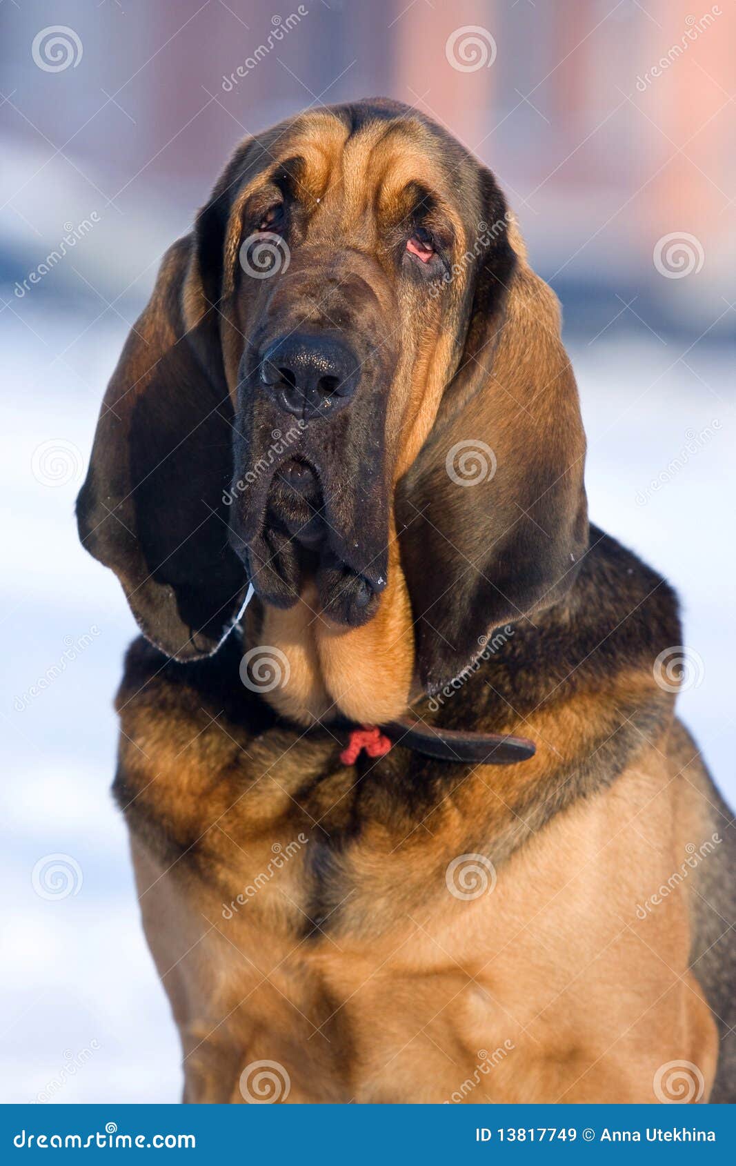 Cane del segugio immagine stock. Immagine di inverno - 13817749