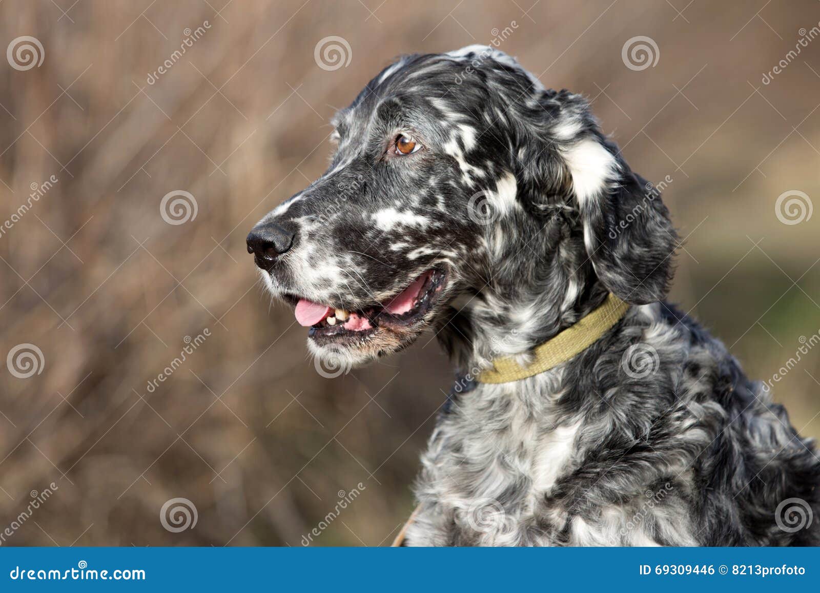 Cane Del Setter Inglese, Cane Per Una Passeggiata Fotografia Stock ...