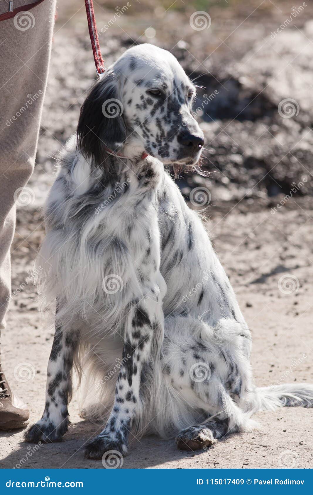 Cane Del Setter Inglese Sul Guinzaglio Immagine Stock - Immagine di ...