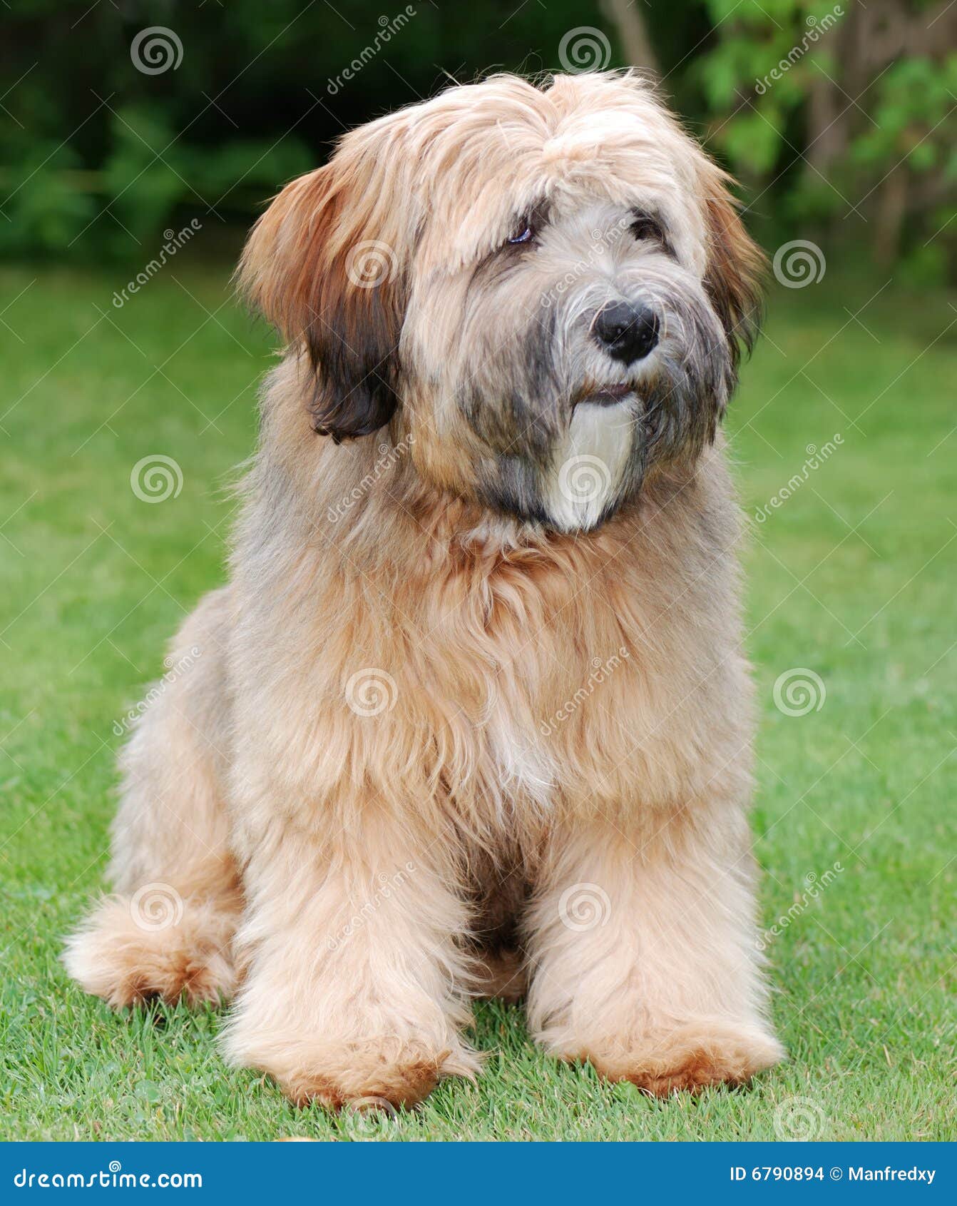 Cane del terrier tibetano fotografia stock. Immagine di tibetano - 6790894