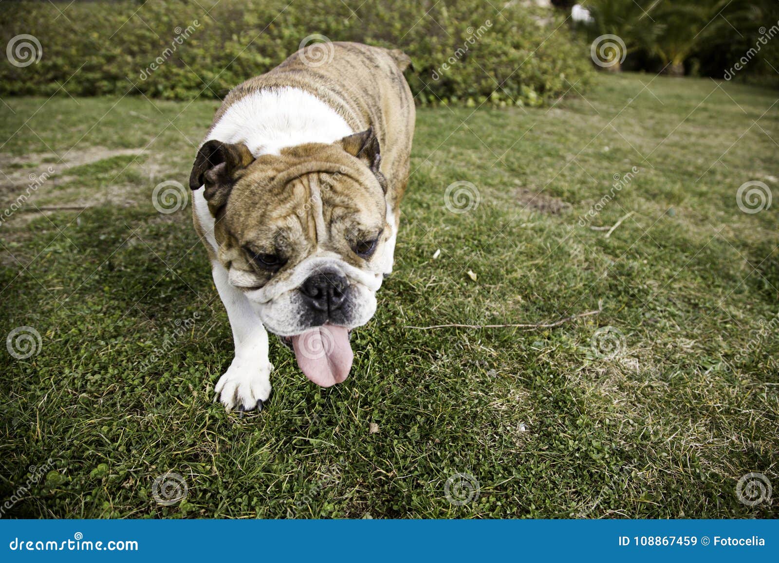 Cane del toro in parco immagine stock. Immagine di bulldog - 108867459