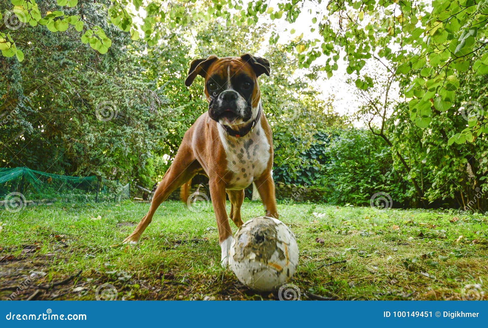 Cane Del Toro Del Pugile Con Una Palla Rotta Immagine Stock - Immagine ...