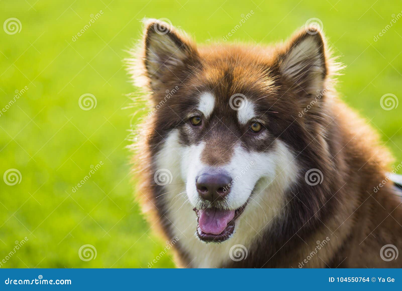Cane Dell'Alaska Del Gigante Fotografia Stock - Immagine di gigante ...