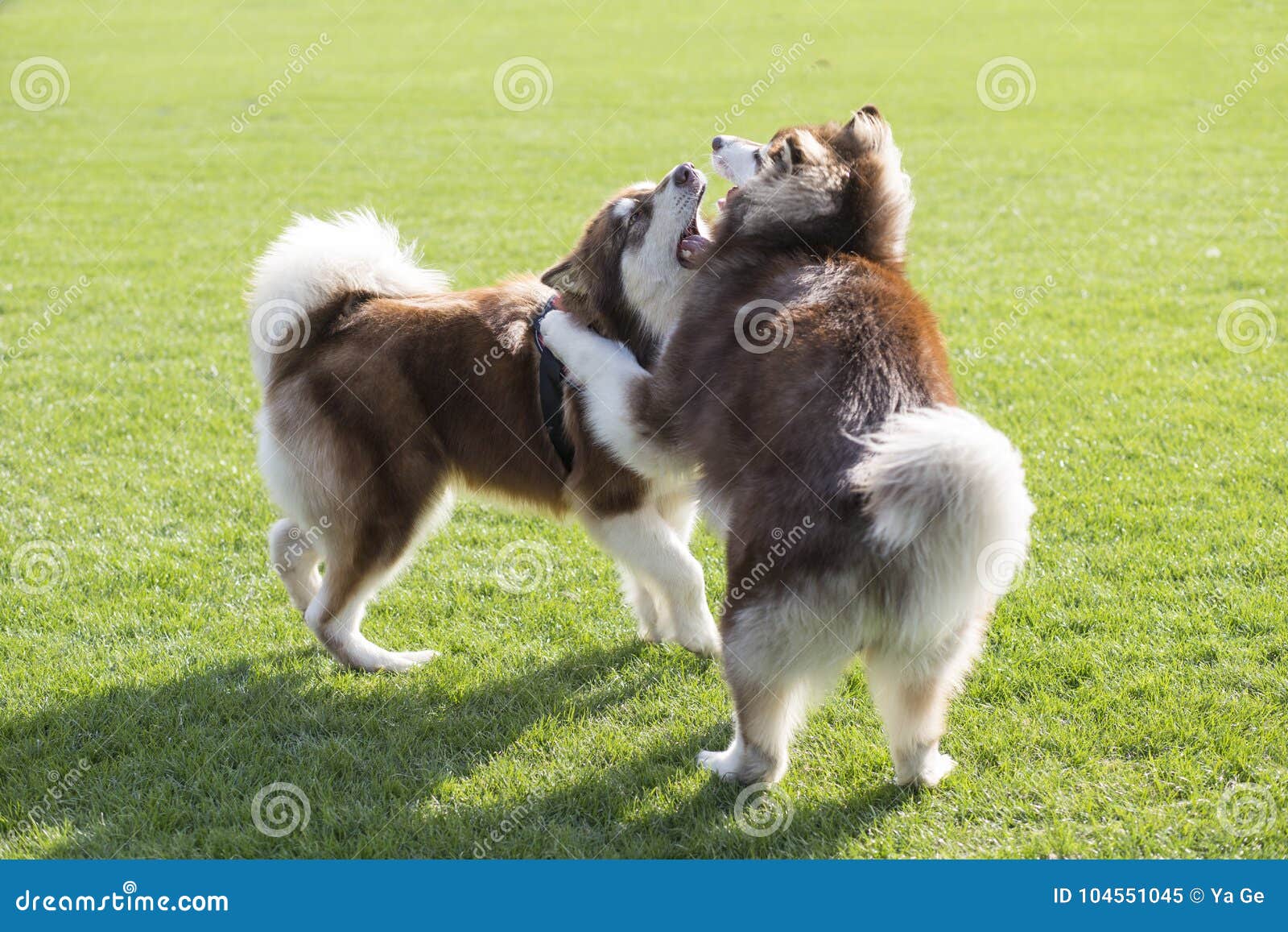Cane Dell'Alaska Del Gigante Immagine Stock - Immagine di nazionale ...