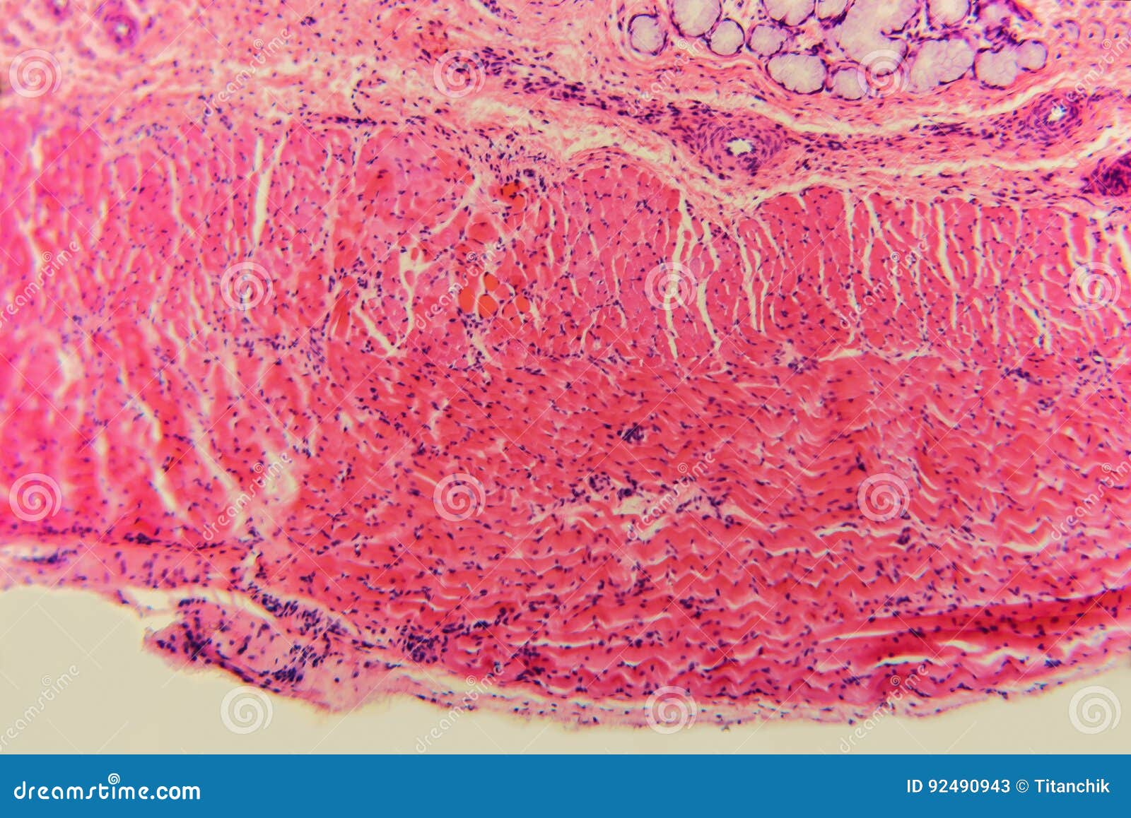 Cane Dell'esofago Delle Cellule Di Microbiologia Immagine Stock ...