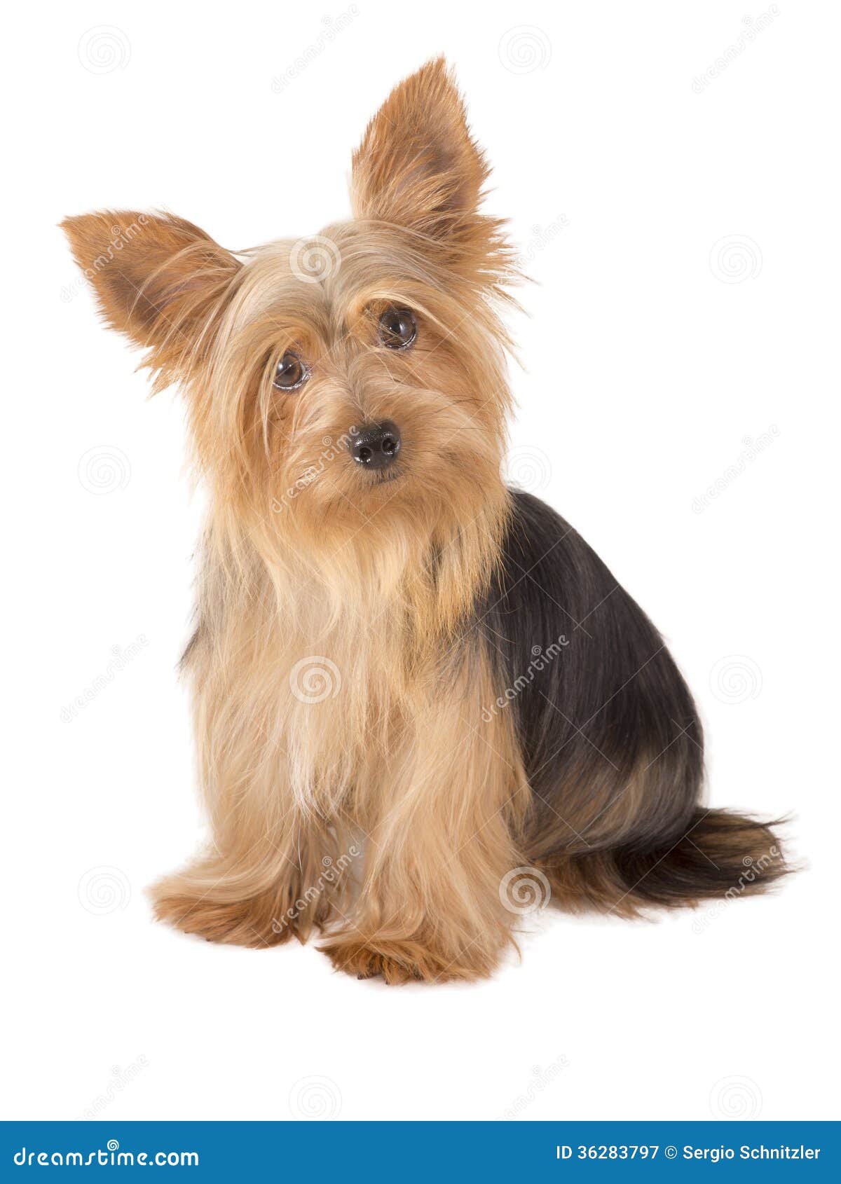 Cane Dell'Yorkshire Terrier Immagine Stock - Immagine di pets, nero ...