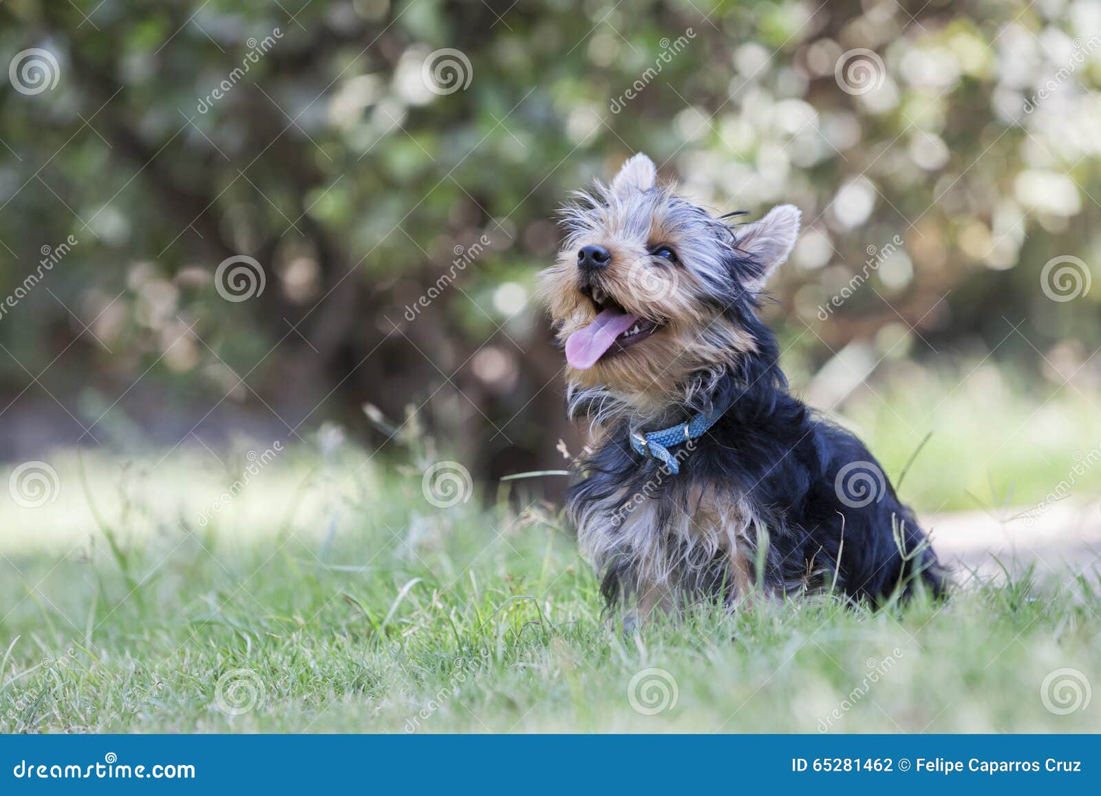 Cane Dell'Yorkshire Terrier Fotografia Stock - Immagine di nero, nave ...