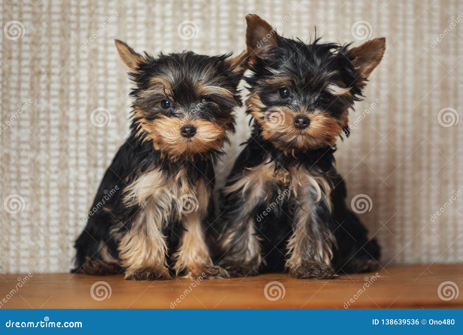 Cane Dell'Yorkshire Terrier Di Due Cuccioli a Casa Fotografia Stock ...