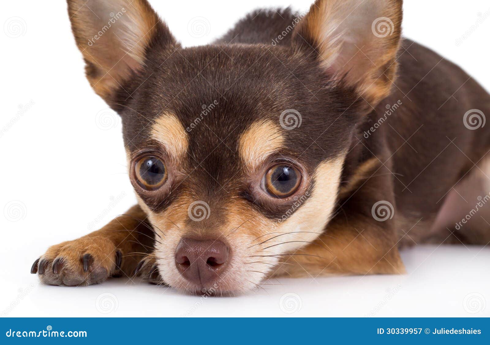 Cane della chihuahua immagine stock. Immagine di seduta - 30339957