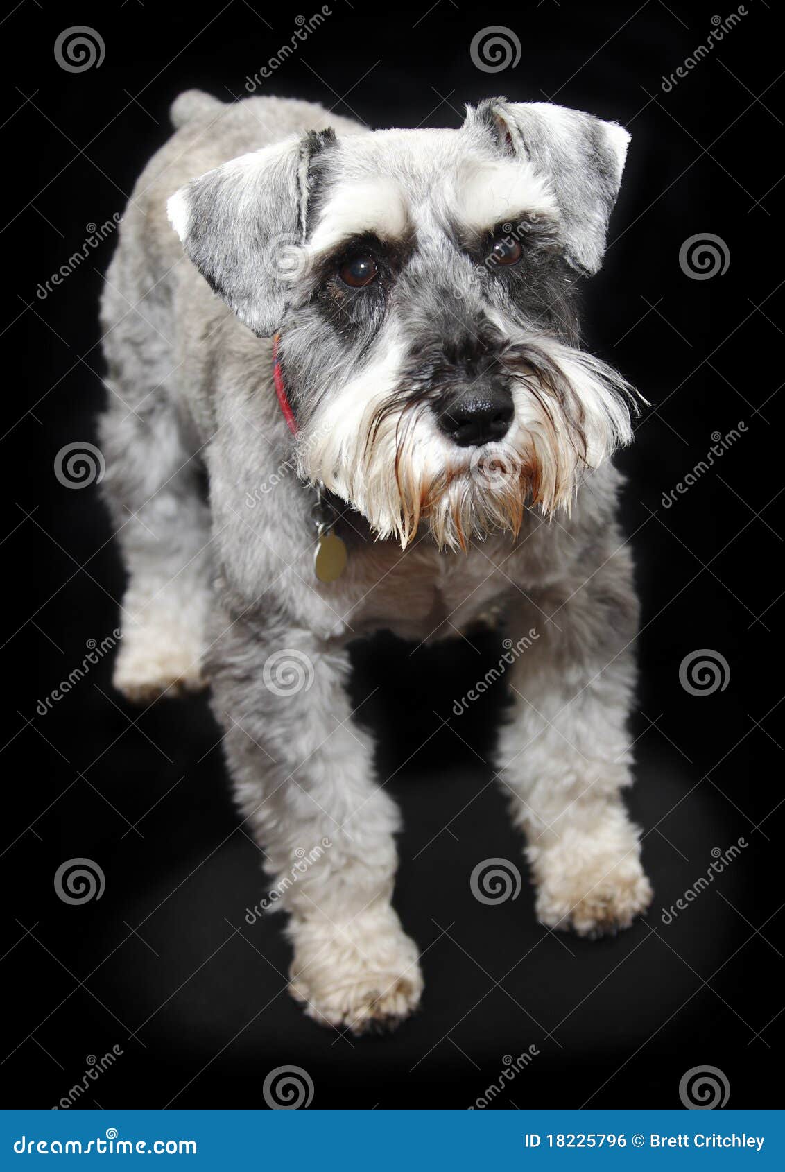 Cane dello Schnauzer fotografia stock. Immagine di amico - 18225796