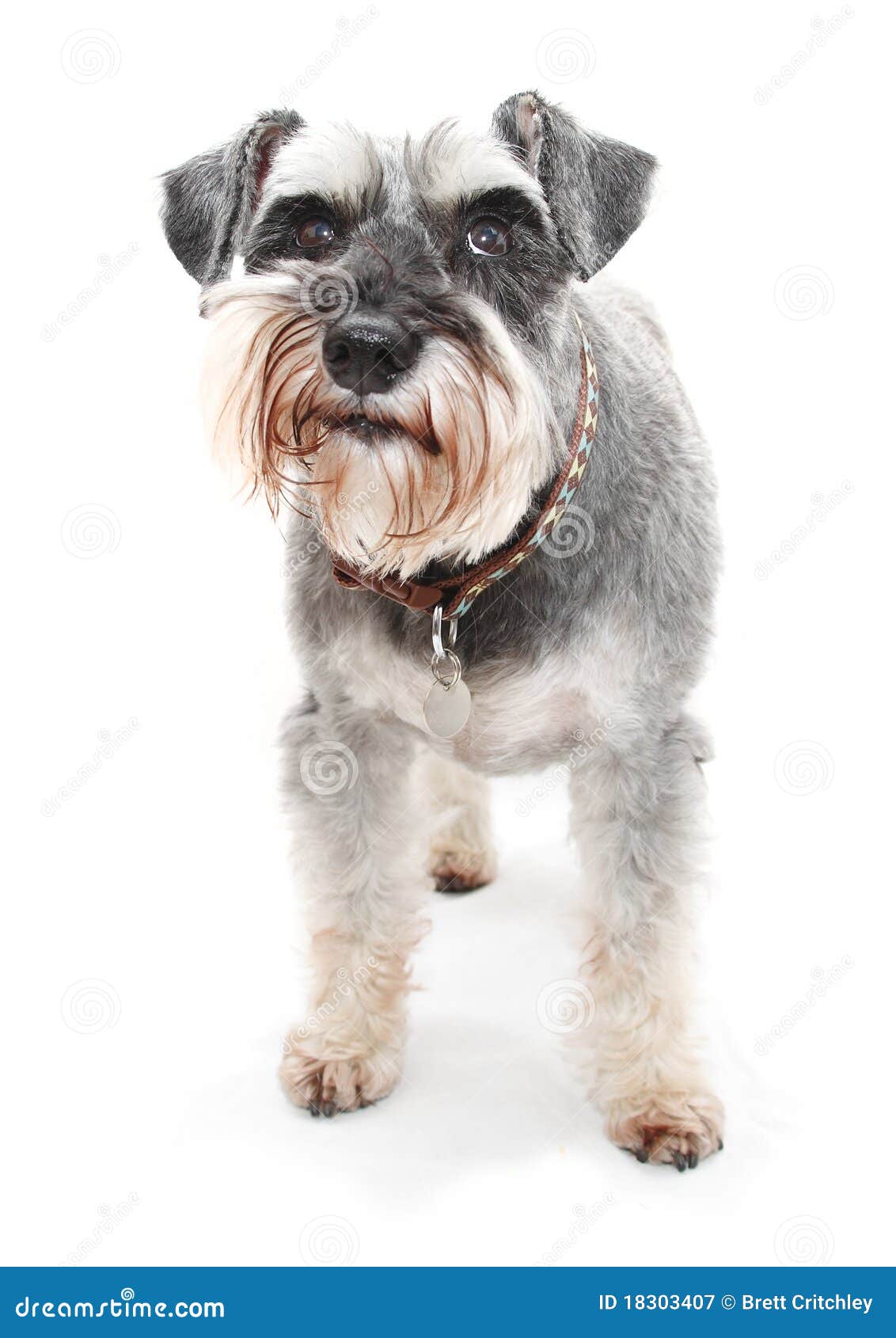 Cane dello Schnauzer immagine stock. Immagine di canino - 18303407