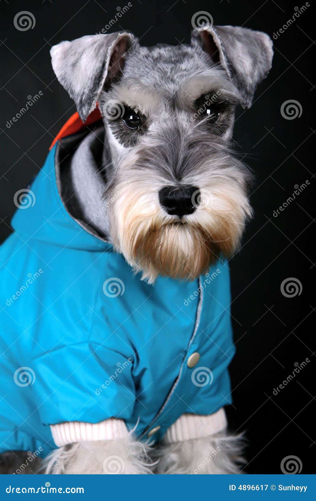 Cane dello Schnauzer immagine stock. Immagine di genealogico - 4896617