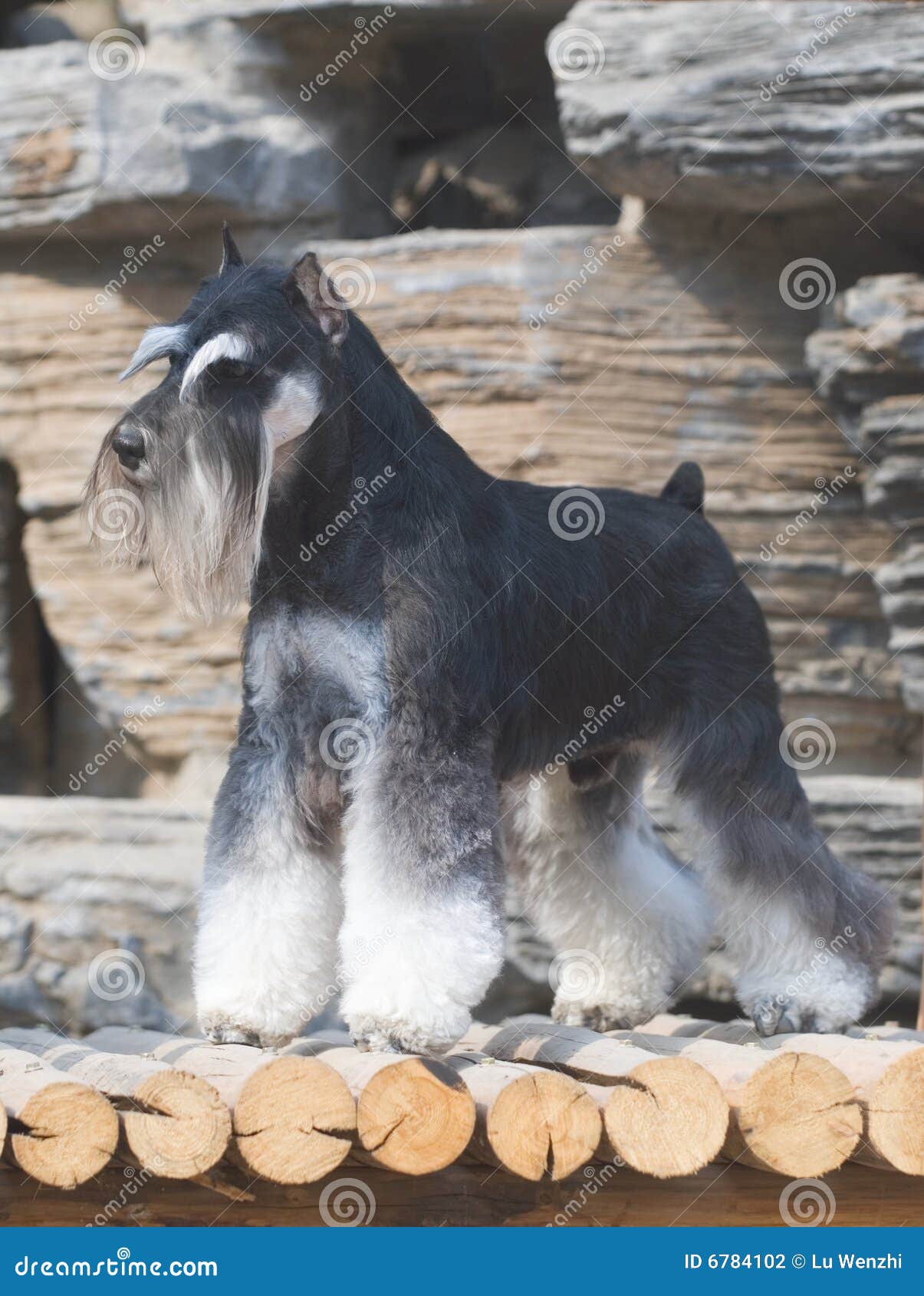 Cane dello Schnauzer fotografia stock. Immagine di amico - 6784102