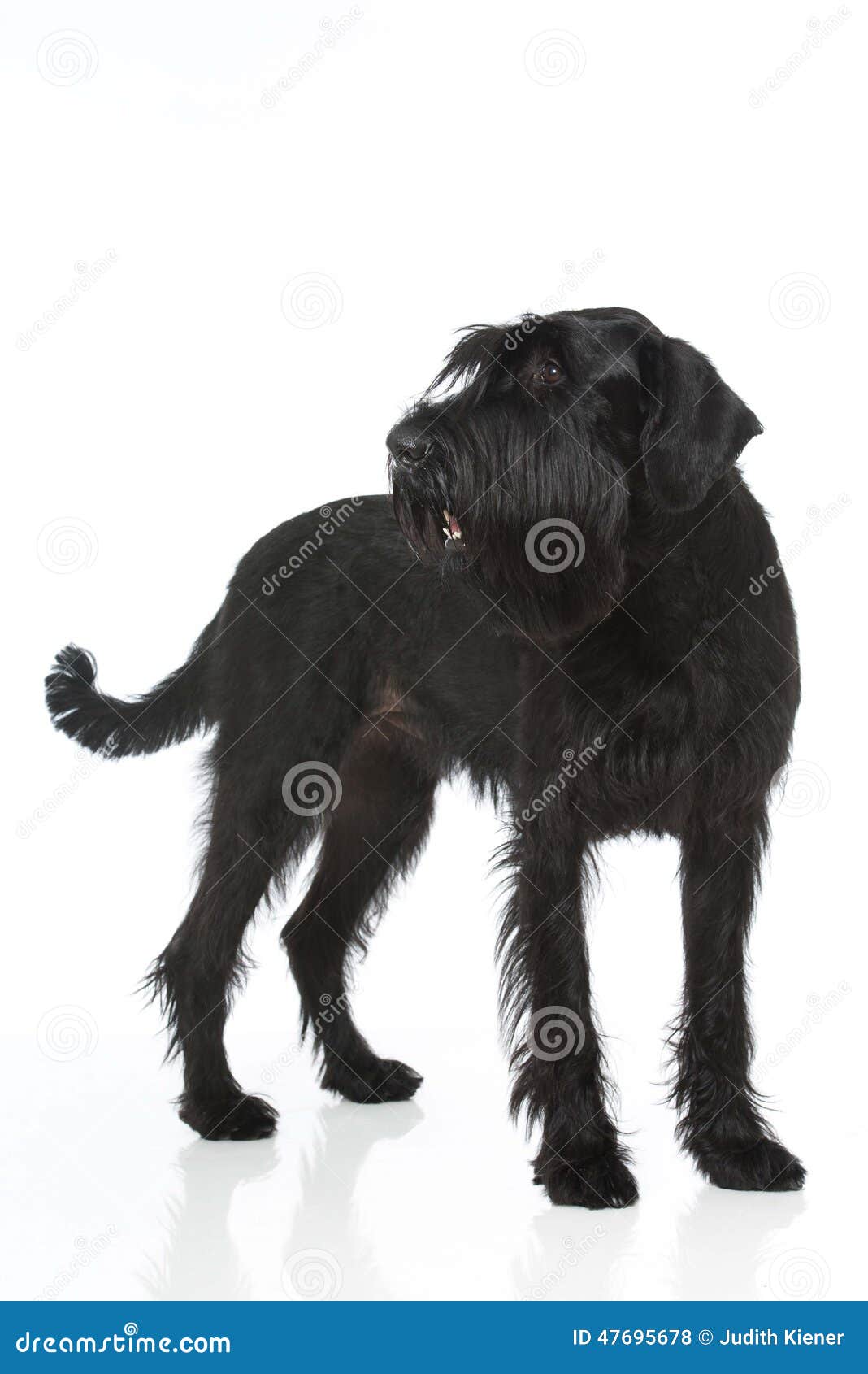 Cane Dello Schnauzer Gigante Fotografia Stock - Immagine di adulto ...