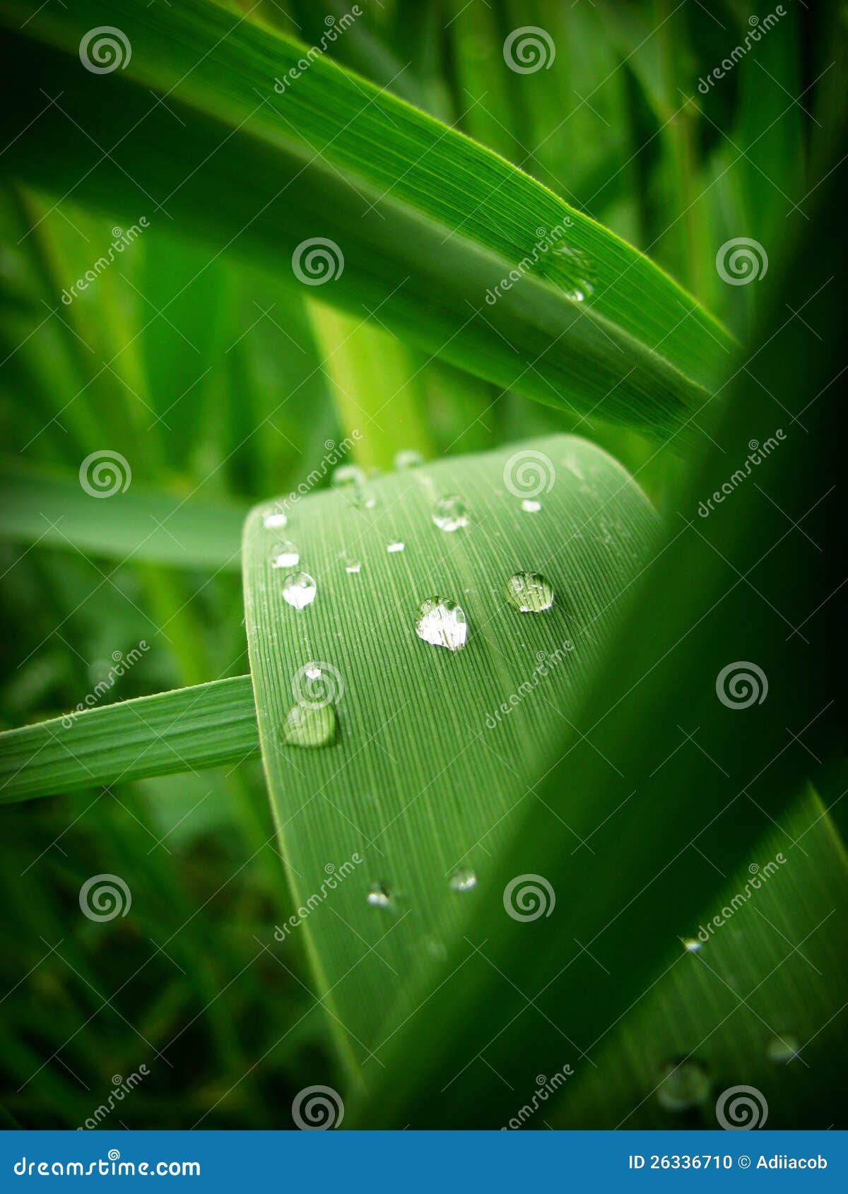 Acorus Cane Stock Photography | CartoonDealer.com #64251686