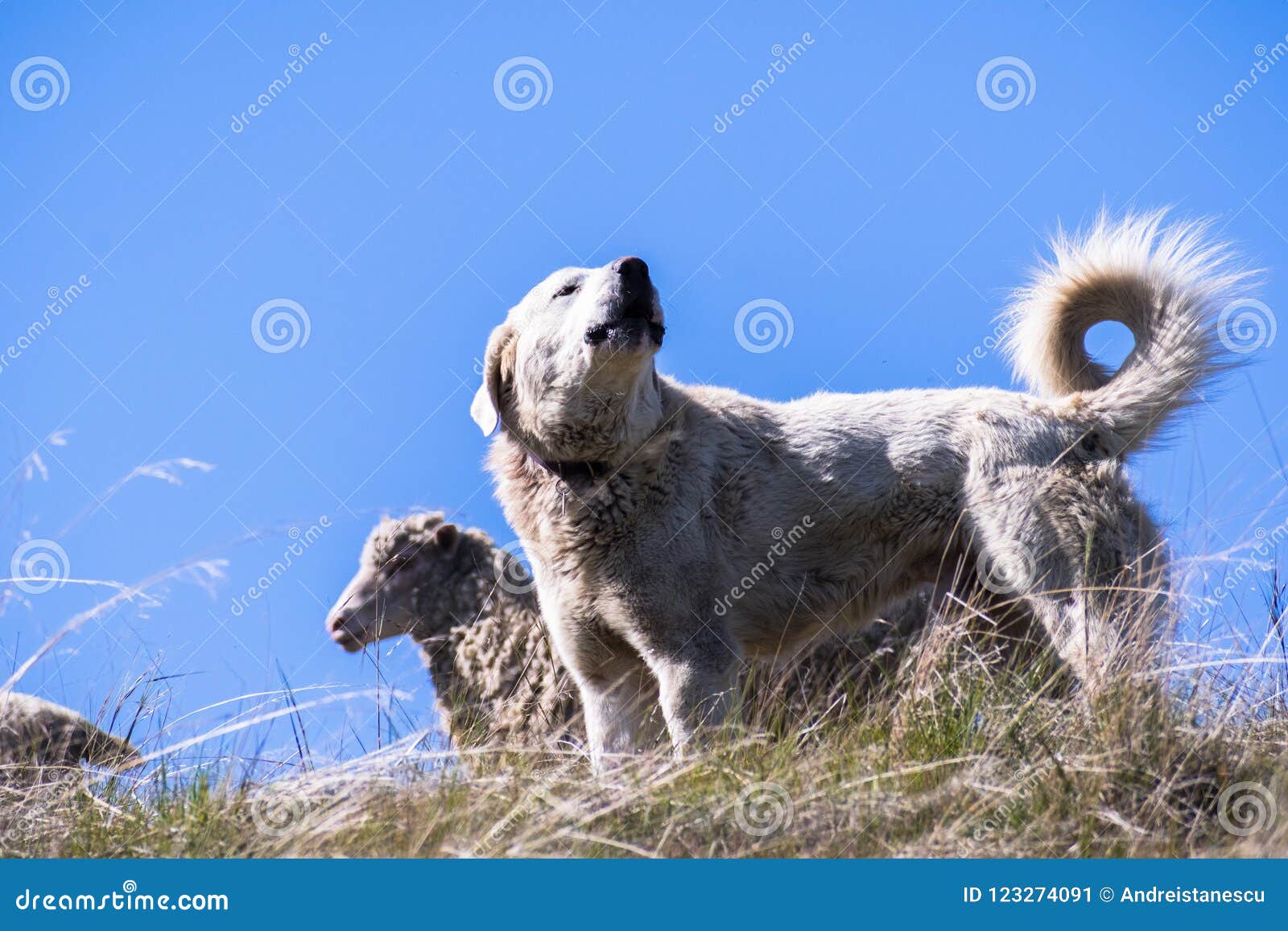 Cane Di Akbash Che Custodice Un Gregge Delle Pecore Immagine Stock ...