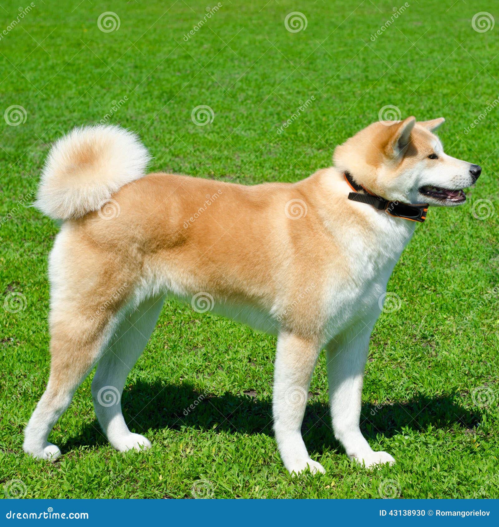 Cane di Akita fotografia stock. Immagine di pets, cani - 43138930