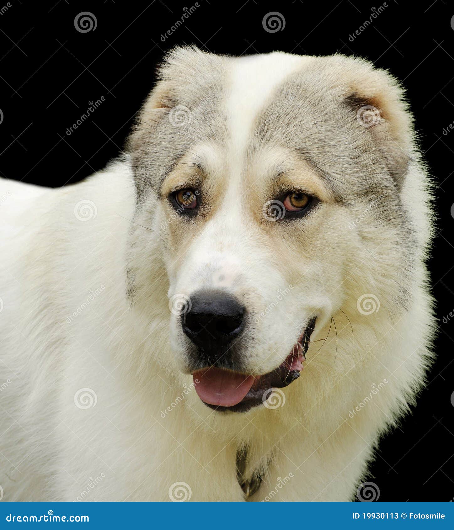 Cane di Alabai immagine stock. Immagine di catena, pastore - 19930113