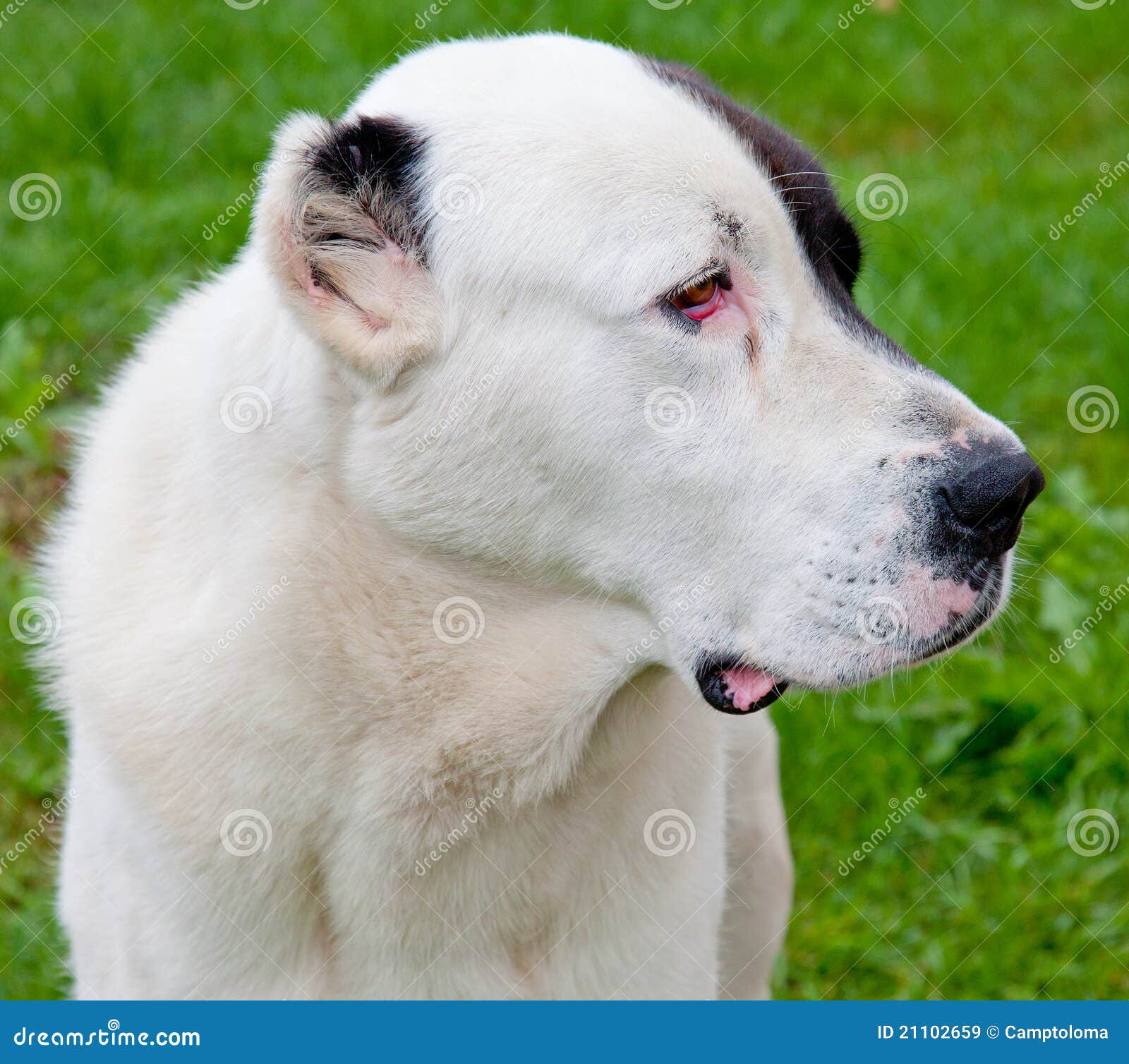 Cane di Alabai immagine stock. Immagine di lanugine, protezioni - 21102659