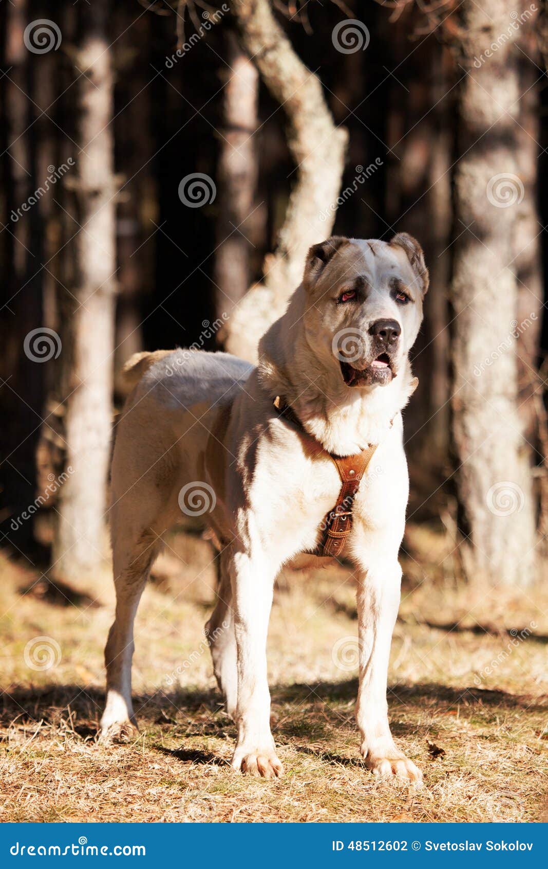 2,568 Cane Di Alabai Foto stock - Foto stock gratuite e royalty free da ...