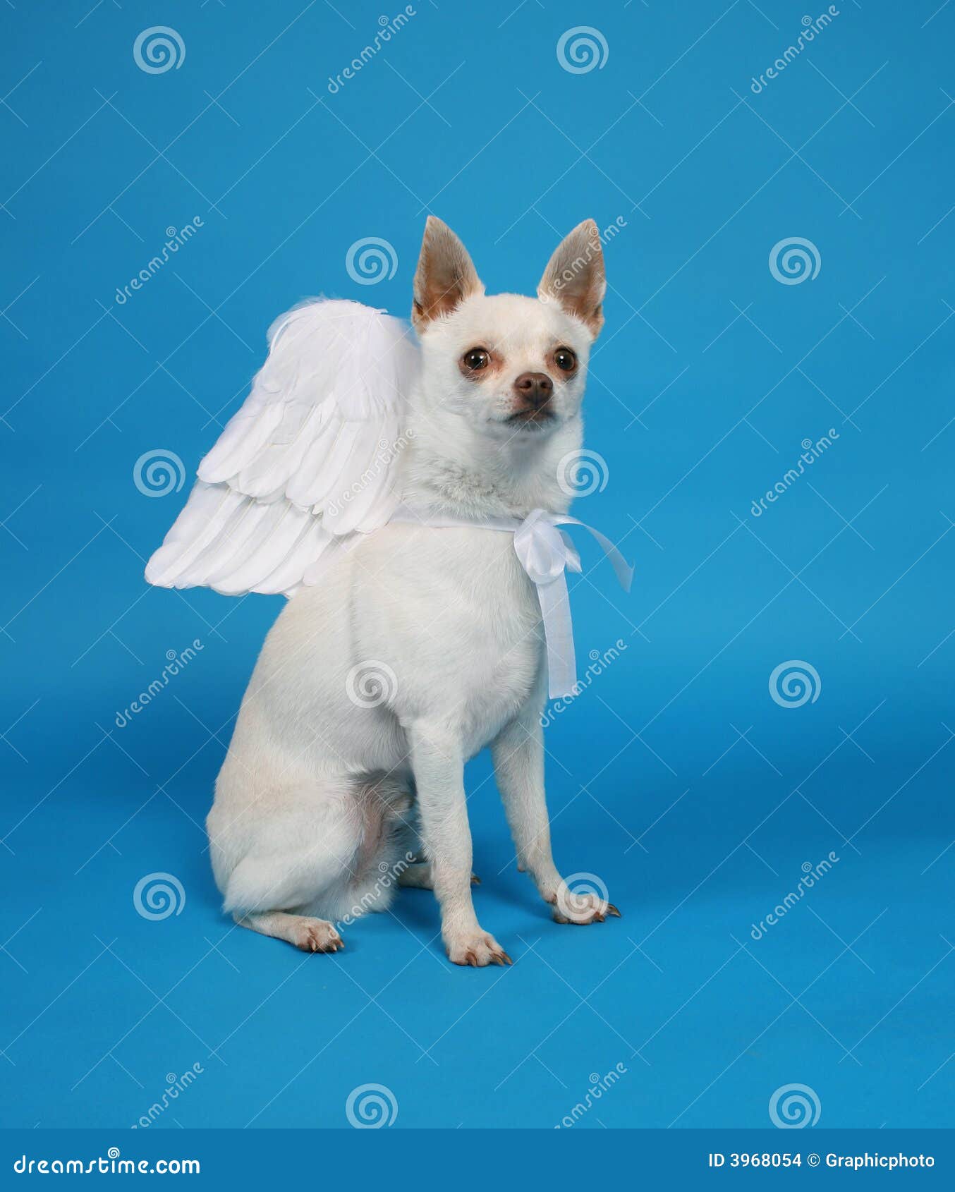 Cane di angelo fotografia stock. Immagine di mammifero - 3968054