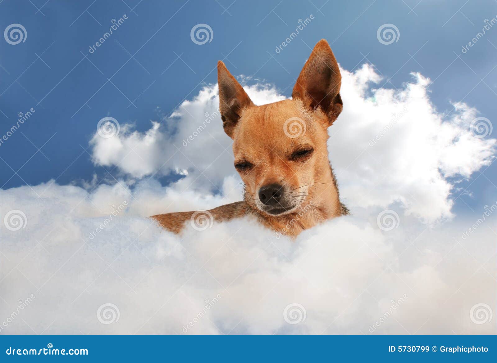 Cane di angelo immagine stock. Immagine di pedigree, cielo - 5730799