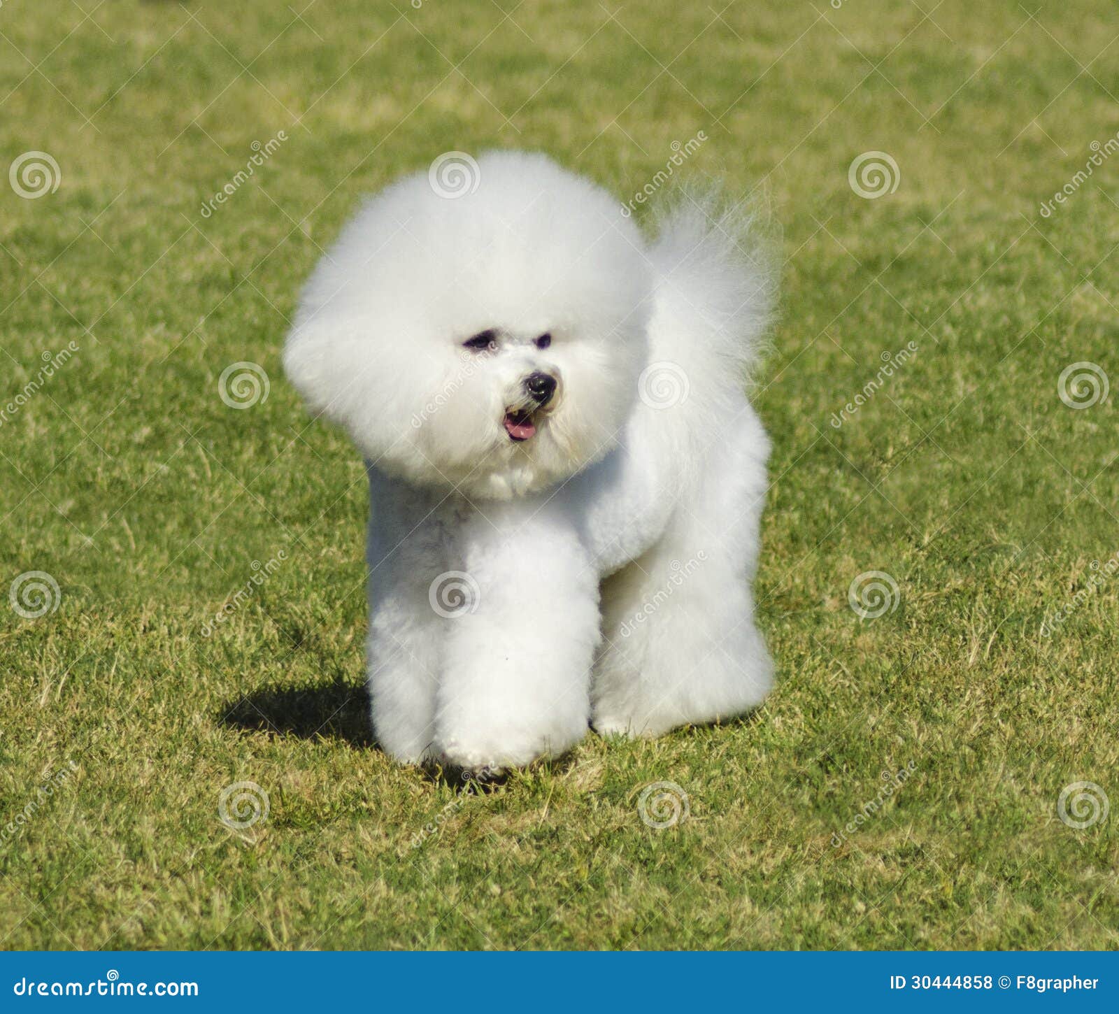 Cane di Bichon Frise fotografia stock. Immagine di splendido - 30444858