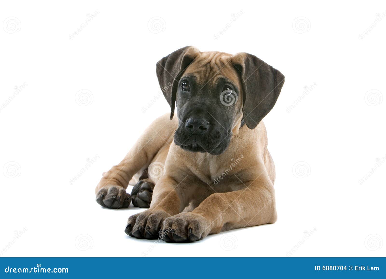 Cane Di Cucciolo Del Grande Danese Fotografia Stock - Immagine di ...