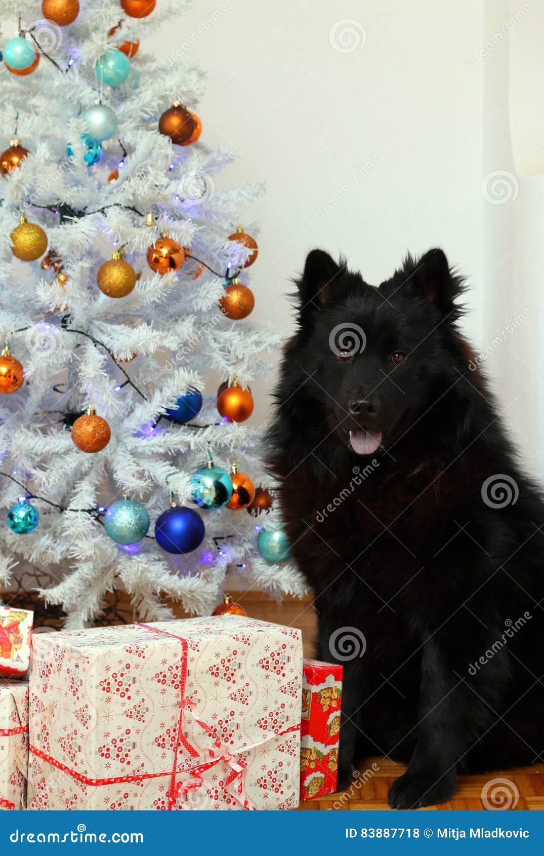 Cane Di Eurasier Dall'albero Di Natale Fotografia Stock - Immagine di ...