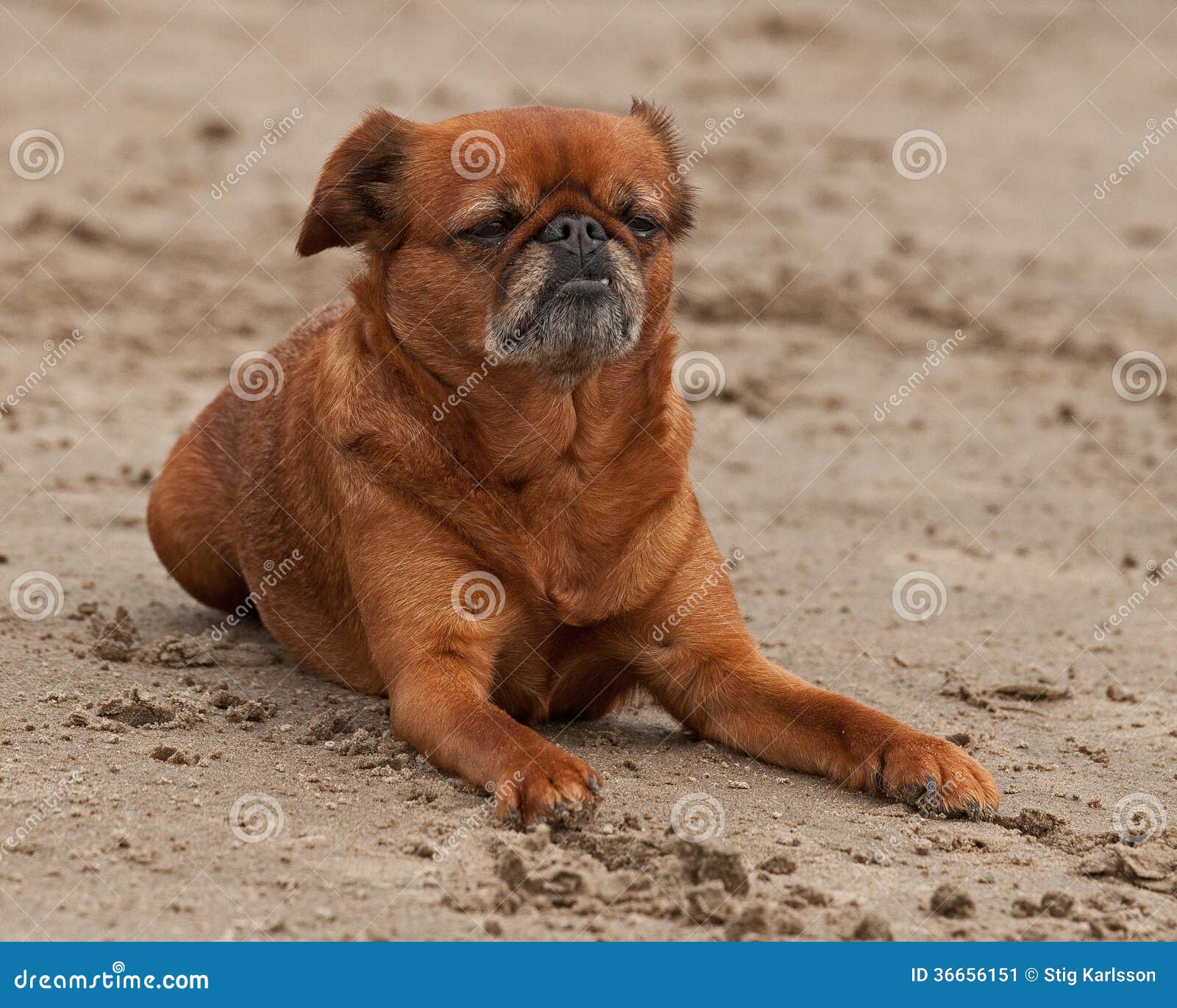 Cane di grifone immagine stock. Immagine di amico, adorabile - 36656151