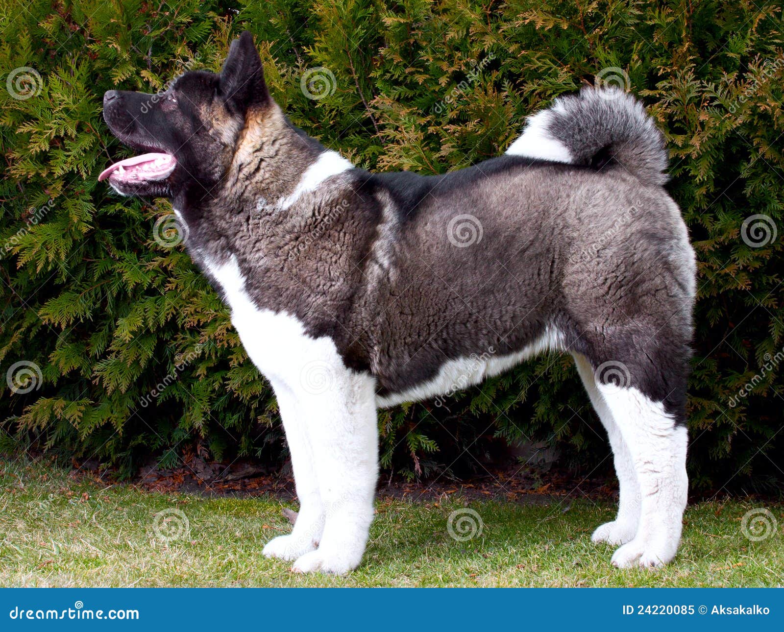 Cane di inu del Akita immagine stock. Immagine di nessuno - 24220085