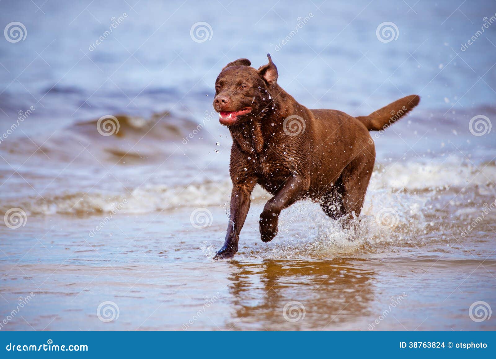 Cane Di Labrador Retriever Che Gioca Al Mare Fotografia Stock ...