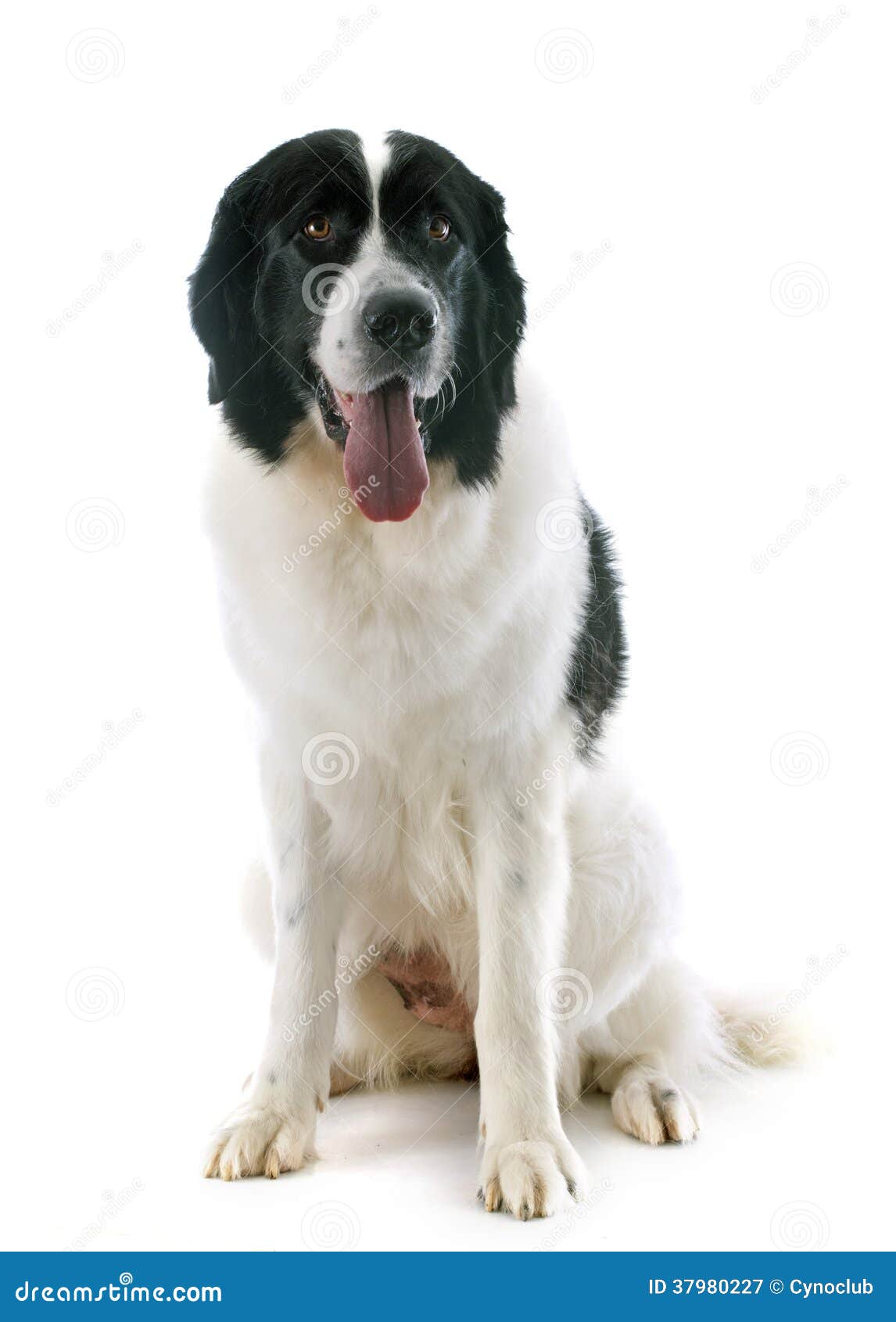 Cane di Landseer immagine stock. Immagine di protezione - 37980227