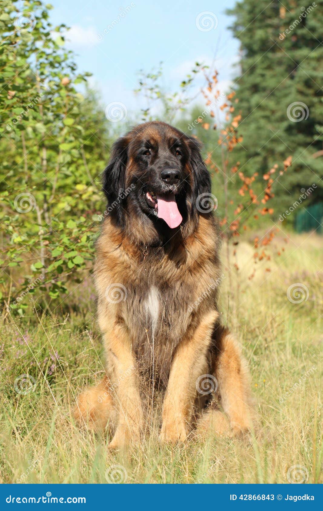 Cane Di Leonberger, Ritratto All'aperto Immagine Stock - Immagine di ...