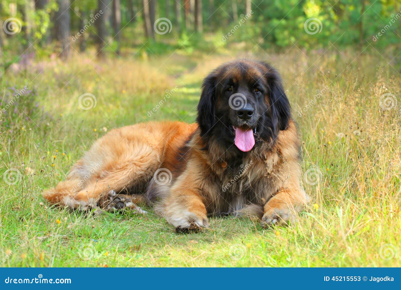 Cane Di Leonberger, Ritratto All'aperto Immagine Stock - Immagine di ...