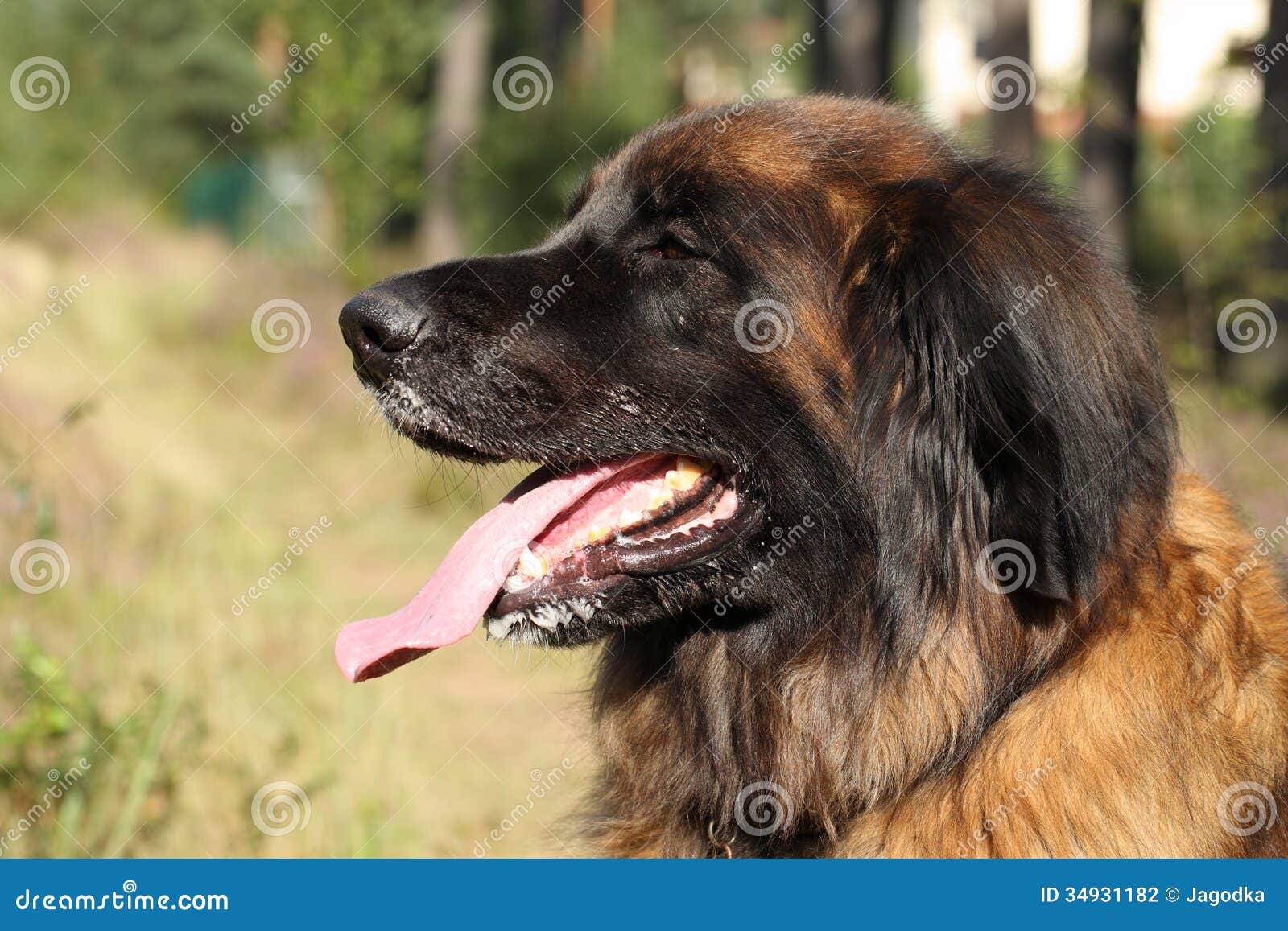 Cane Di Leonberger (vista Laterale) Fotografia Stock - Immagine di ...