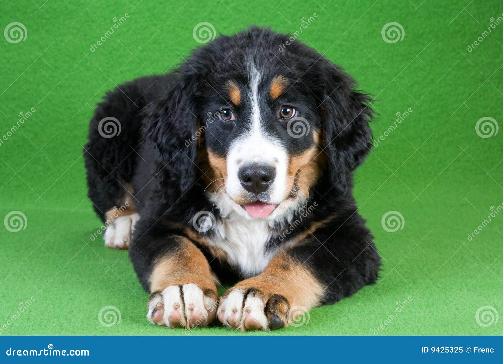 Cane Di Montagna Di Bernese Isolato Immagine Stock - Immagine di carino ...