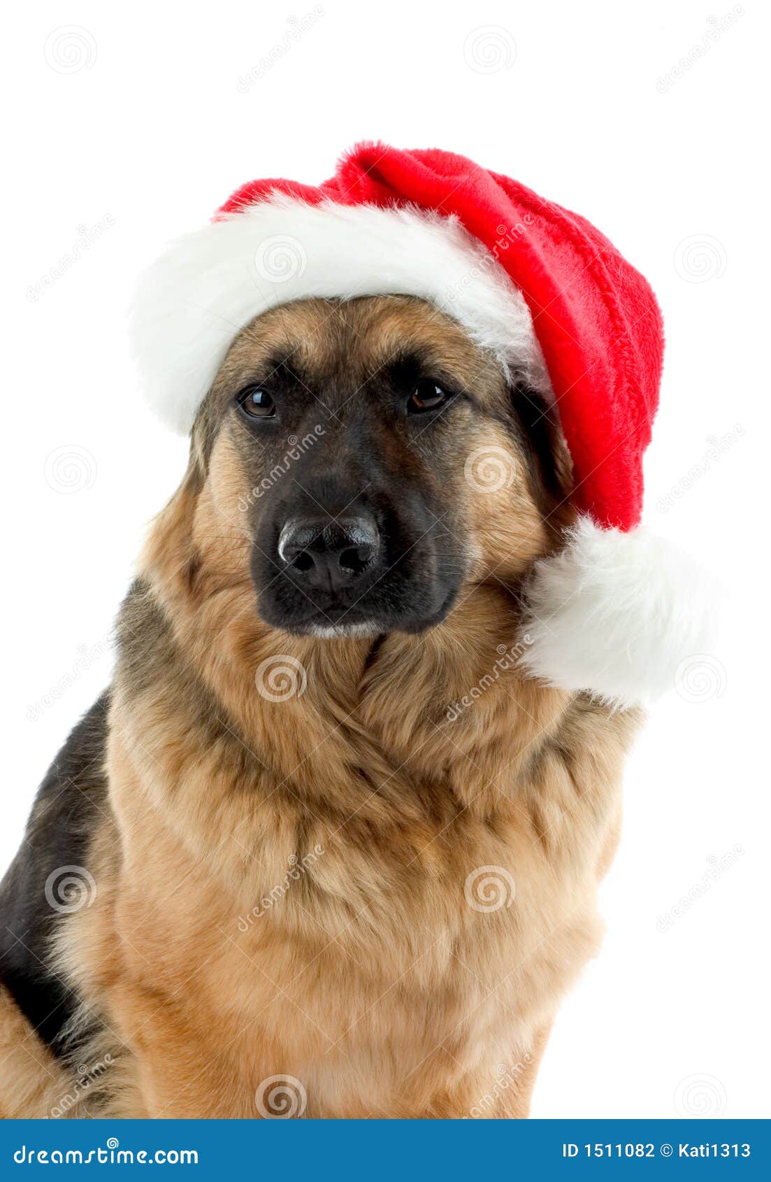 Cane di natale fotografia stock. Immagine di pastore, muso - 1511082