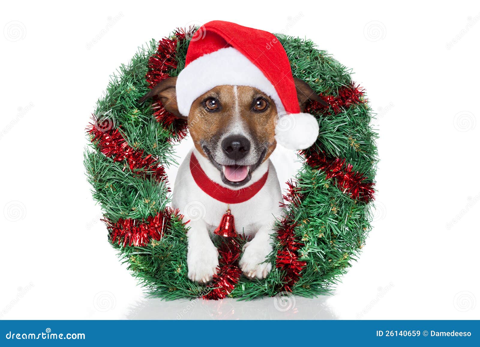 Cane di natale immagine stock. Immagine di natale, felice - 26140659