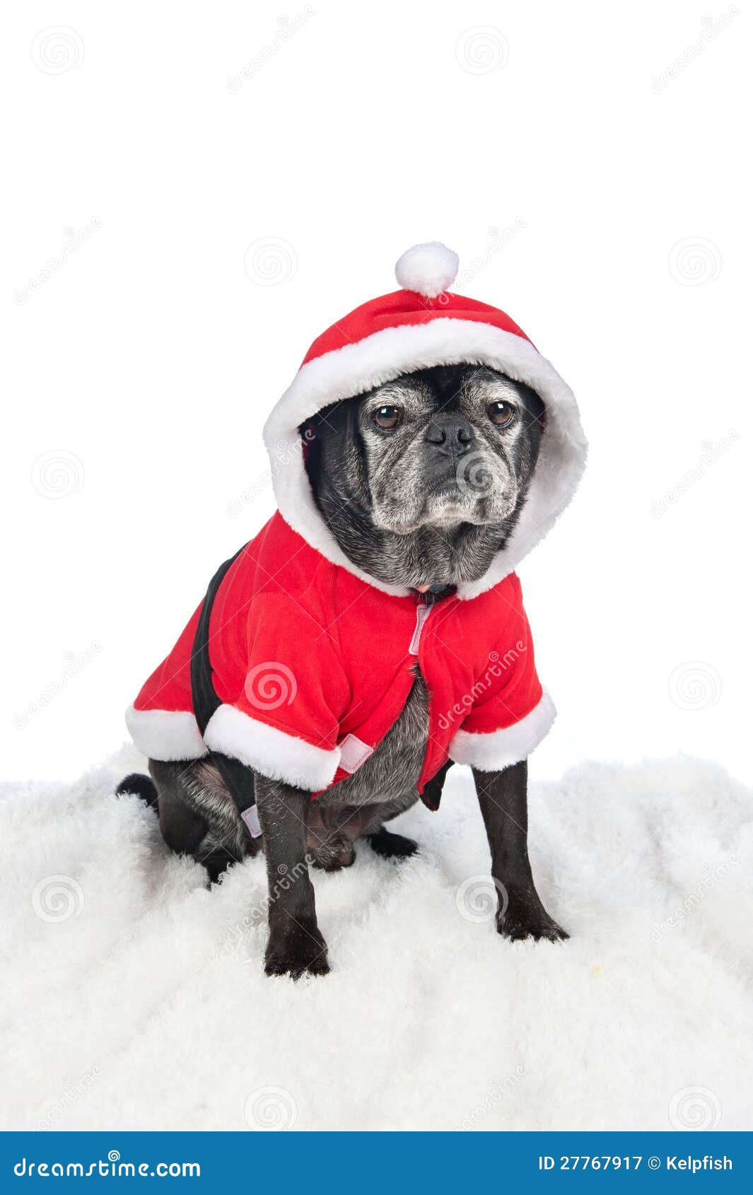 Cane di natale immagine stock. Immagine di isolato, canino - 27767917