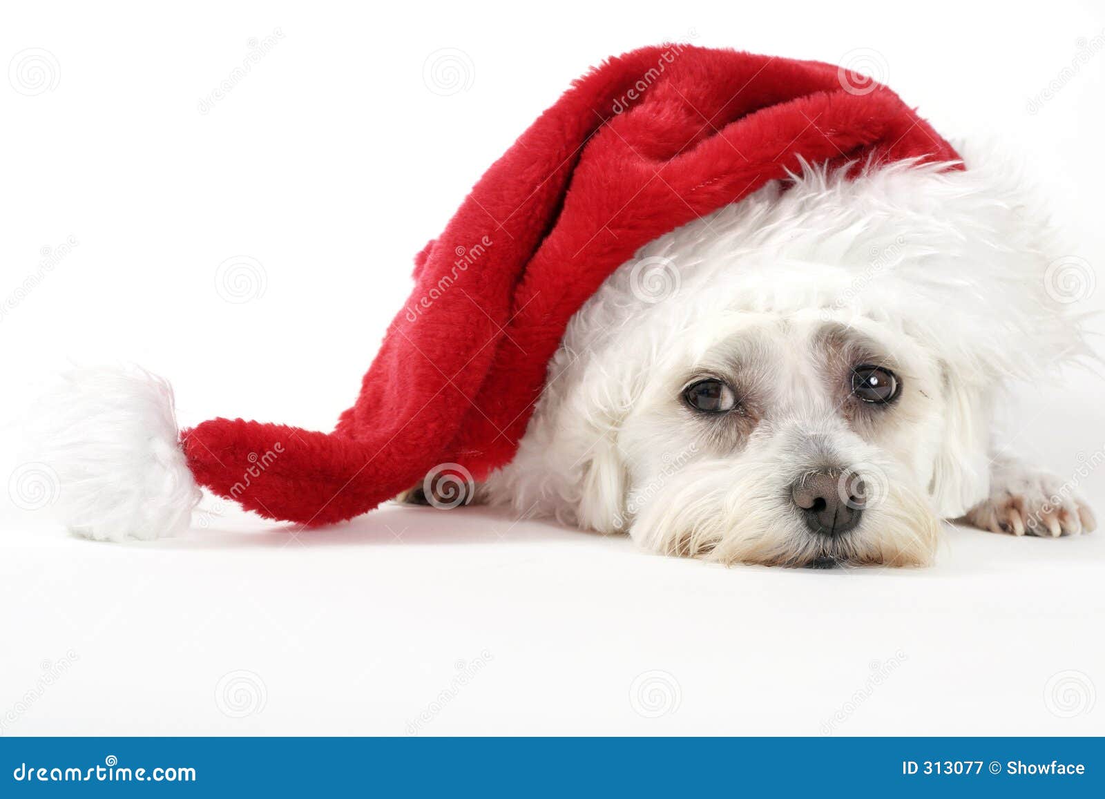 Cane di natale immagine stock. Immagine di religione, allegro - 313077