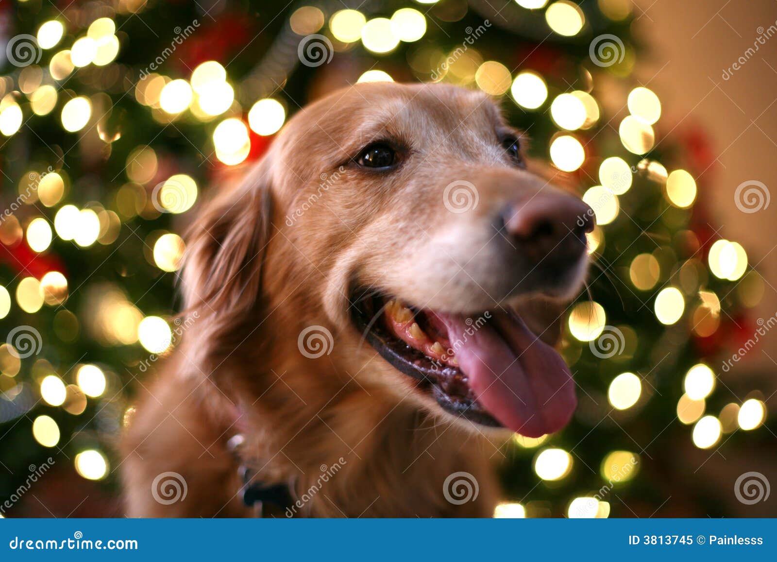 Cane di natale immagine stock. Immagine di colori, festa - 3813745