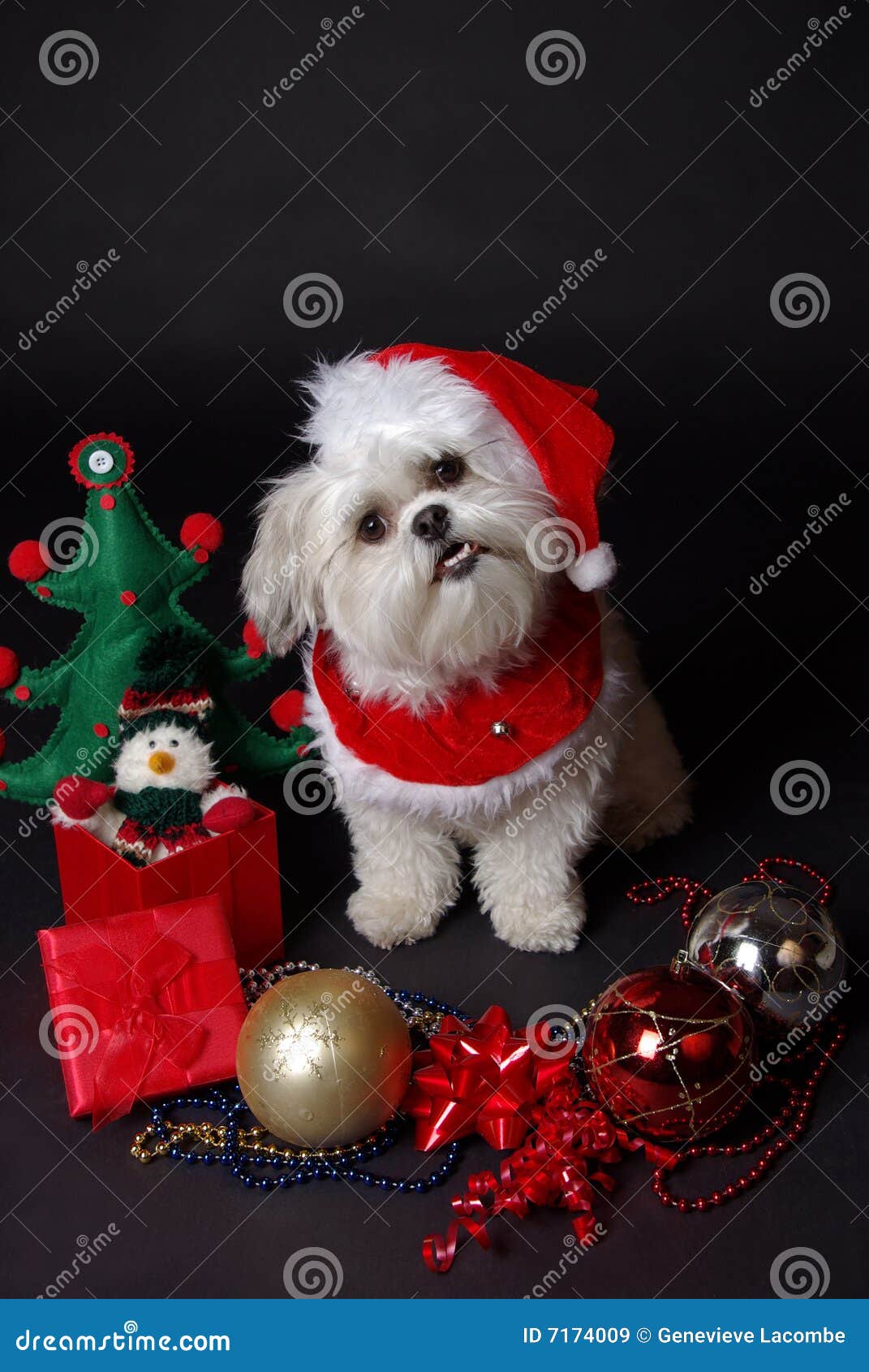 Cane di natale bianco immagine stock. Immagine di feste - 7174009