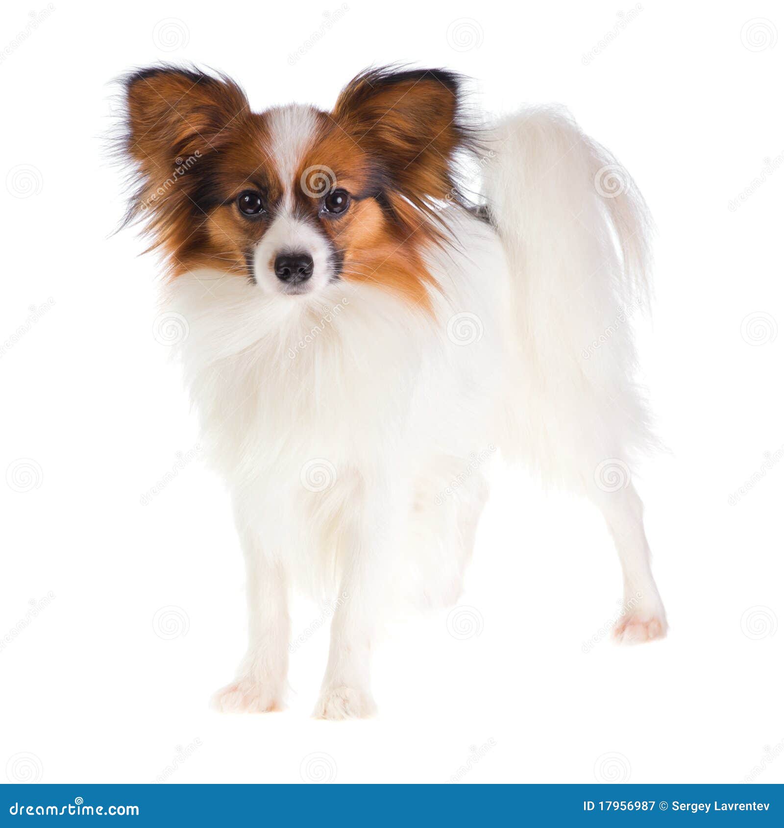 Cane di Papillon immagine stock. Immagine di animali - 17956987