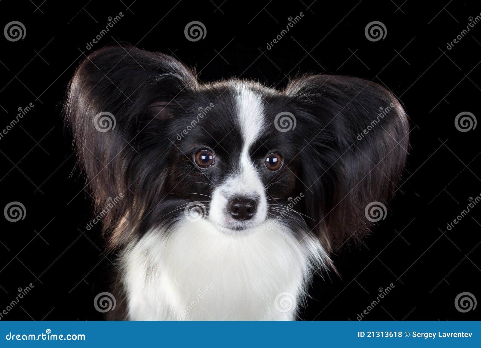 Cane di Papillon fotografia stock. Immagine di colpo - 21313618