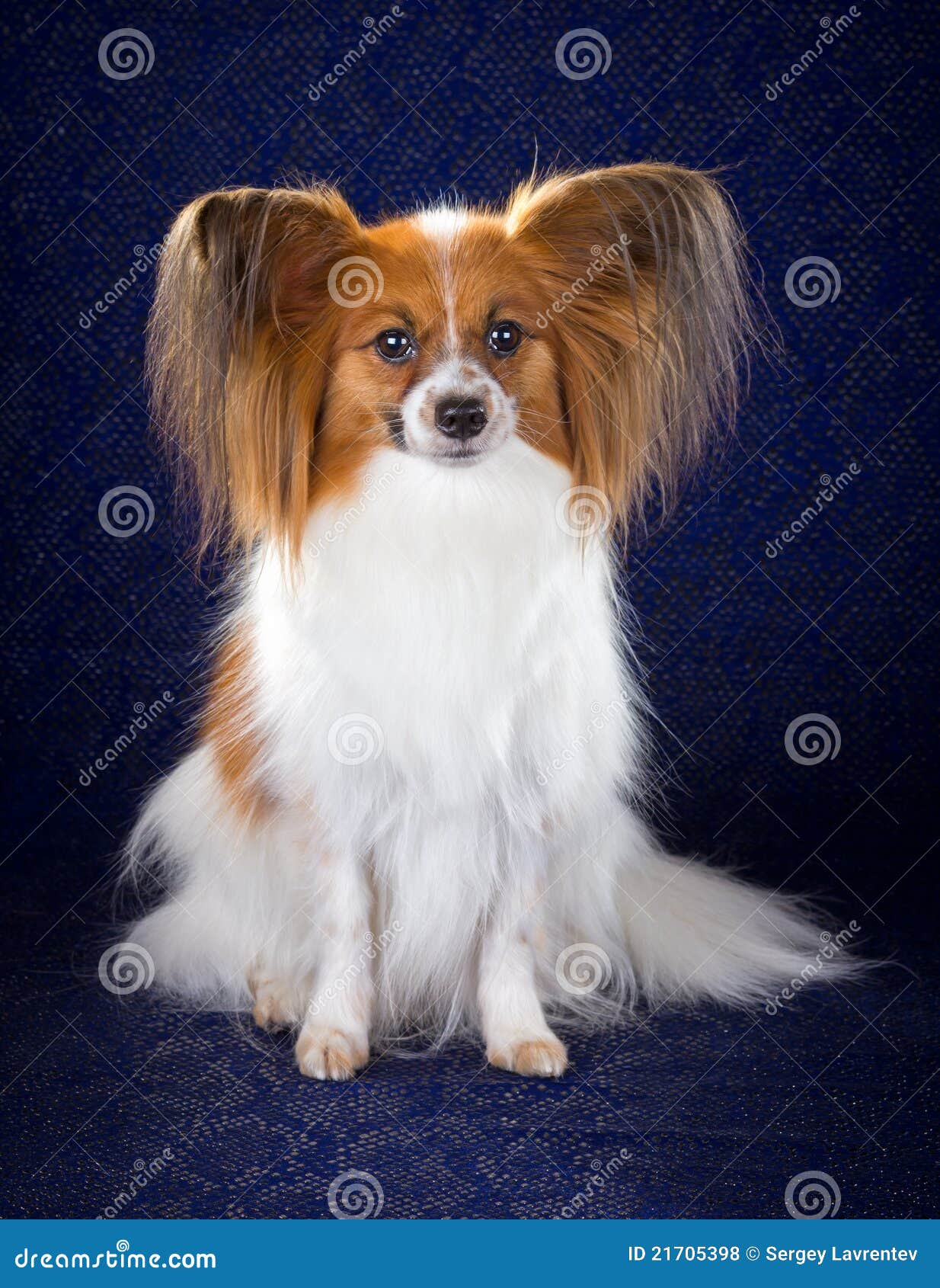 Cane di Papillon fotografia stock. Immagine di giovane - 21705398